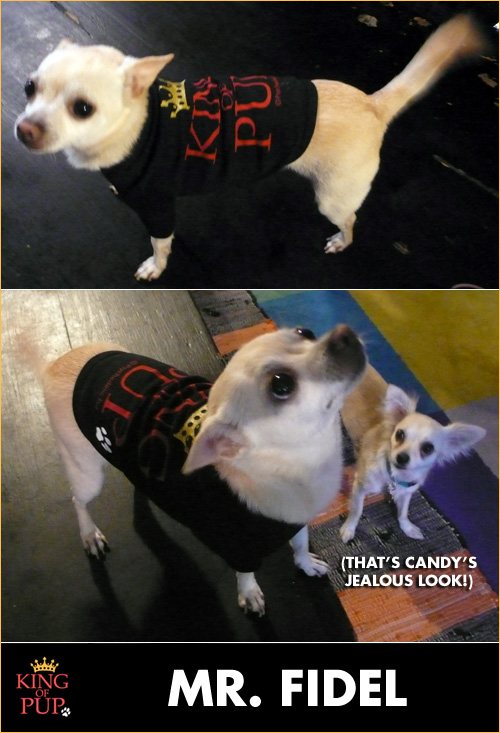 fidel is the king of pup! – PopBytes