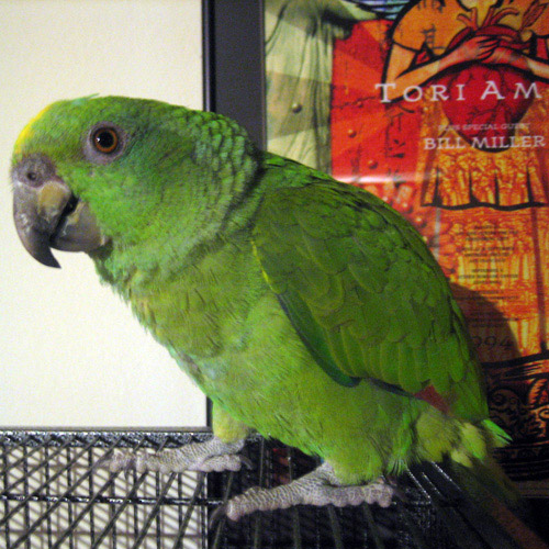 introducing max – the parrot! – PopBytes